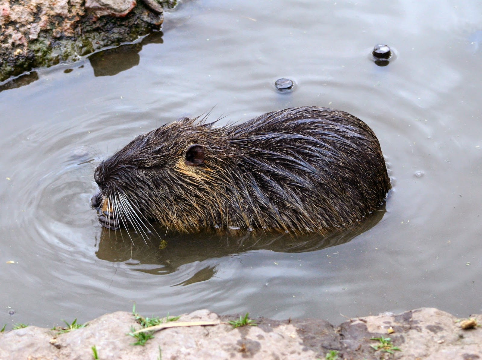 A Brighter Destiny: Release Date, New Pinnables, and Lots of Thanksgiving!