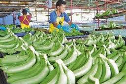 El Auge Bananero