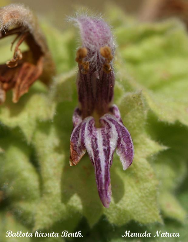 Menuda Natura: Ballota hirsuta Benth.