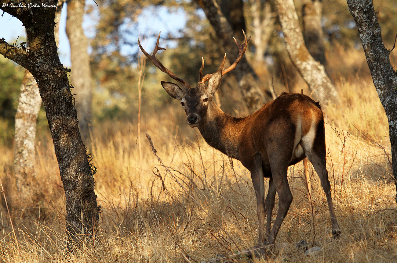 Fotografía de Naturaleza - JM Gavilán: El Ciervo común o Venado (Cervus ...
