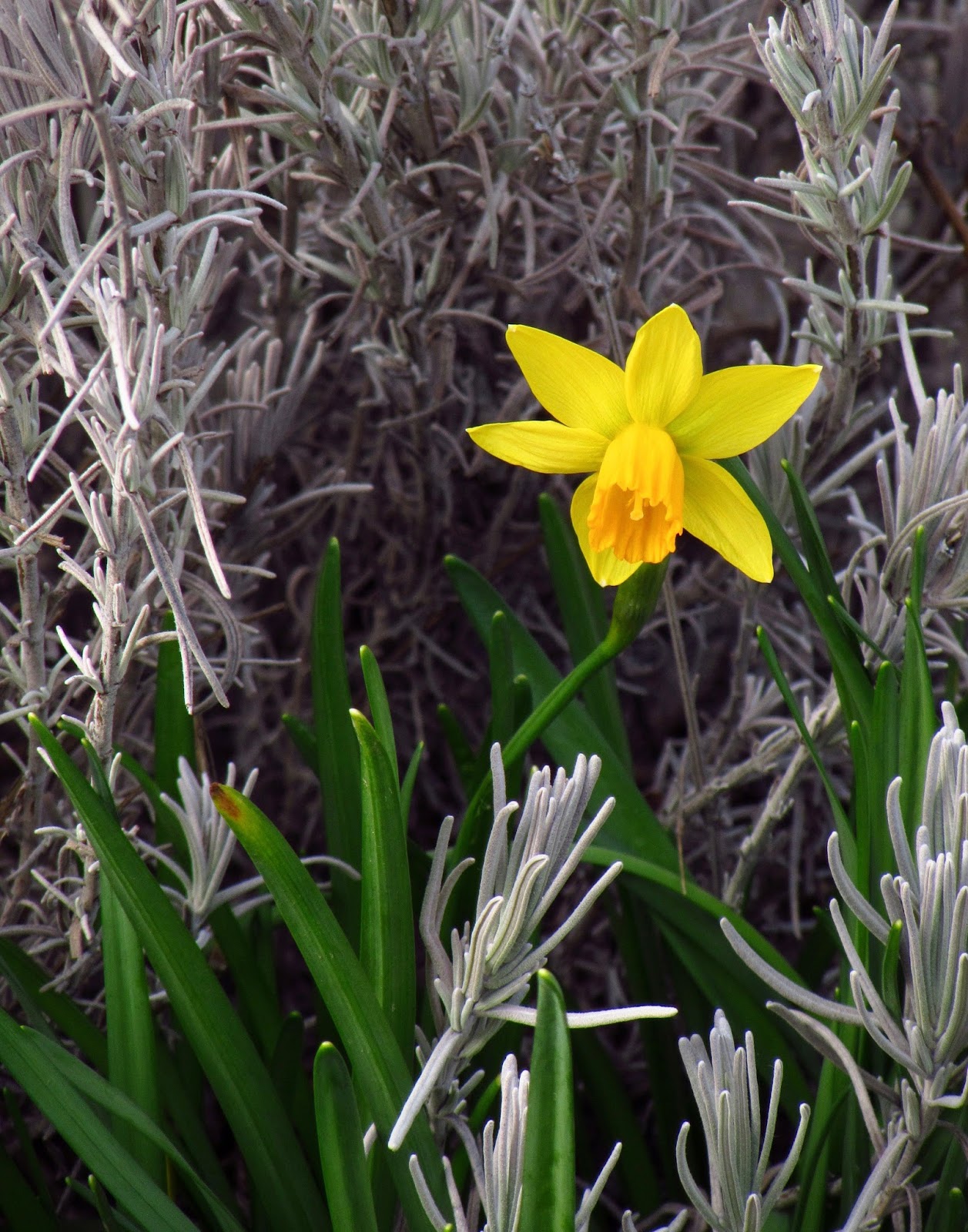 Life In Robin's Nest: Marching into Spring