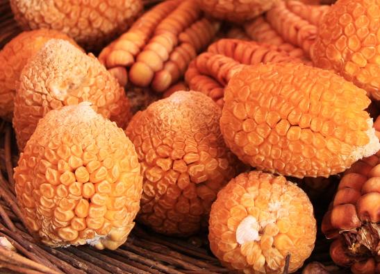 Viajando: O milho colorido do Peru