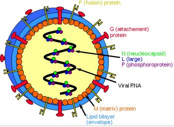 Henipavirus (Hendra virus)