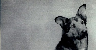 Famous Dogs in History: Heroic Parachuting Dogs of D-Day
