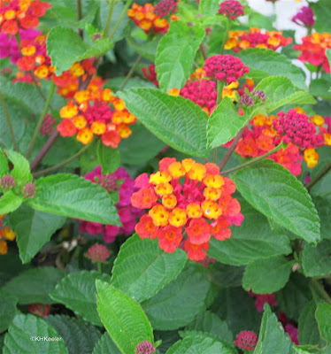 A Wandering Botanist: Plant Story--Beautiful, Invasive Lantana, Lantana ...