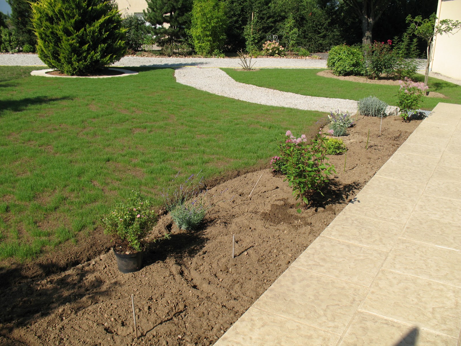 Roses du jardin Chêneland: Création d'une plate bande