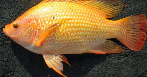 MORFOLOGI IKAN MAS DAN JENISNYA - PERIKANAN