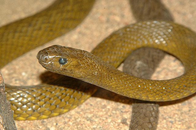The Fierce Snake Most Dangerous Snake | The Wildlife