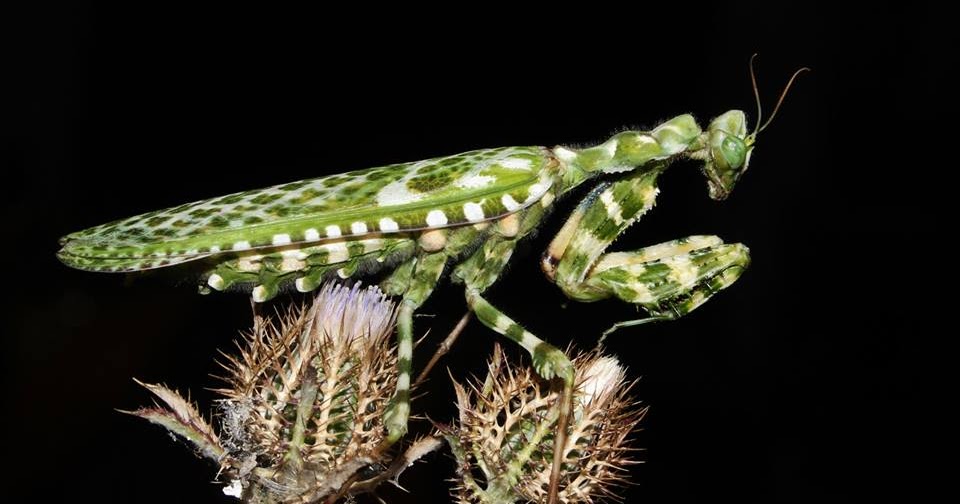 Biodiversity of Cyprus by NGO Protection of the Natural Heritage and ...