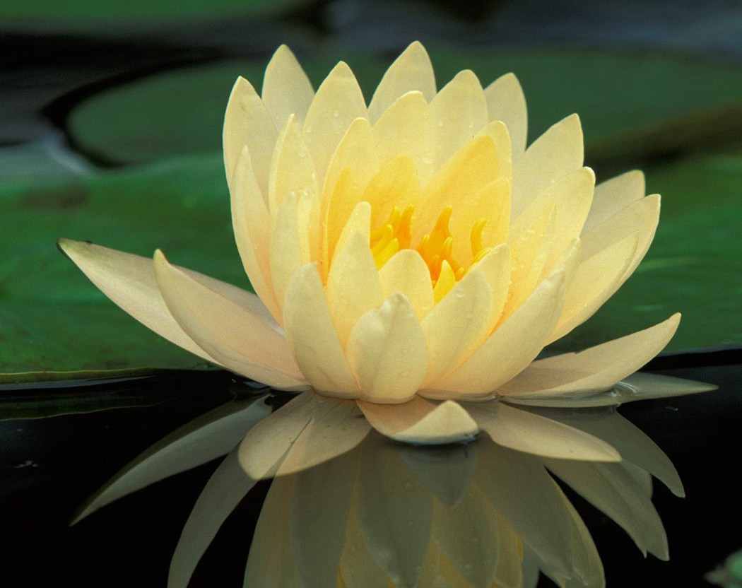 Fiori Piante e Giardini del Mondo: NINFEA: MERAVIGLIOSA PIANTA ACQUATICA