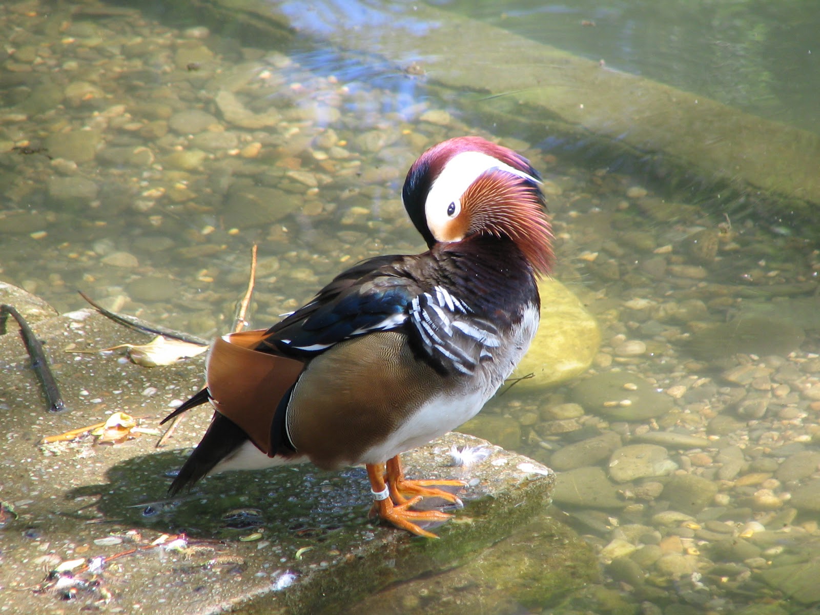 LA MULȚI ANI, ROMÂNIA!: Rata mandarin