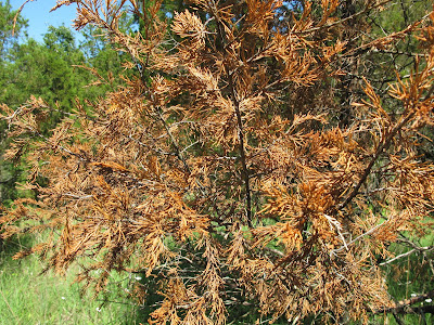Blue Jay Barrens: Dead Cedars