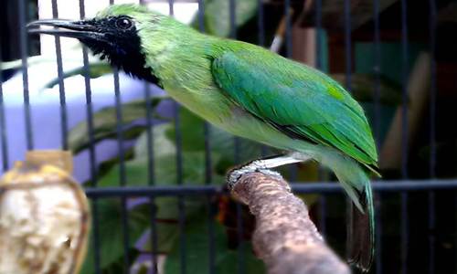 Cara Perawatan Cucak Ijo Agar Cepat Gacor Ngentrok | Kicau Burung Mania