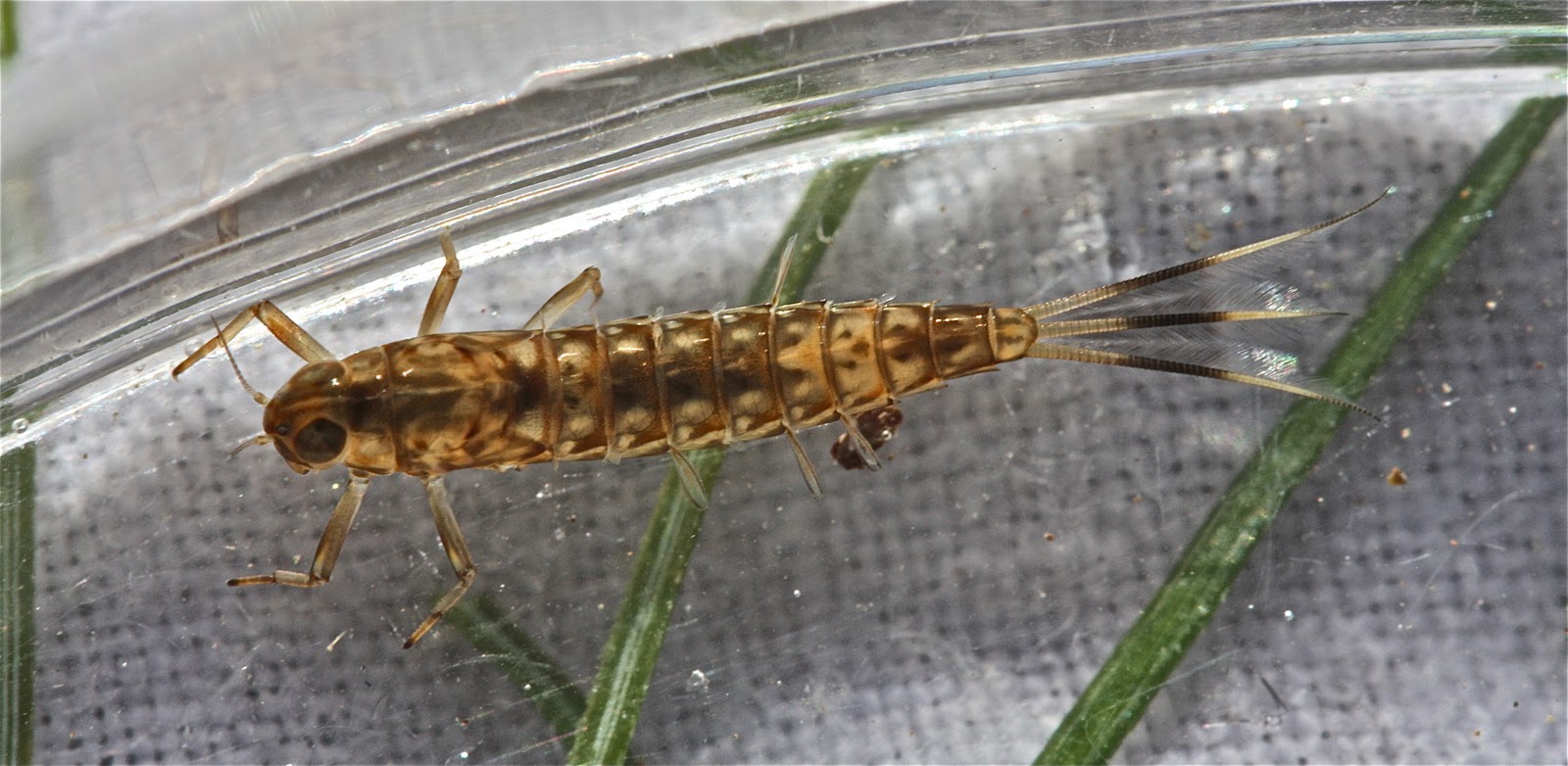 Aquatic Insects of Central Virginia: New Stream: New Genus of Small ...