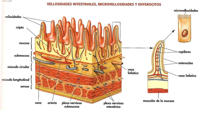 3º ESO BIOLOXÍA E XEOLOXÍA