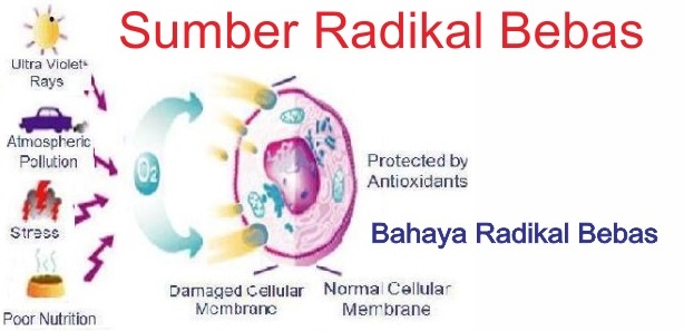 Badan Sihat Hati Ceria: RADIKAL BEBAS : Pentingnya pemakanan dan ...