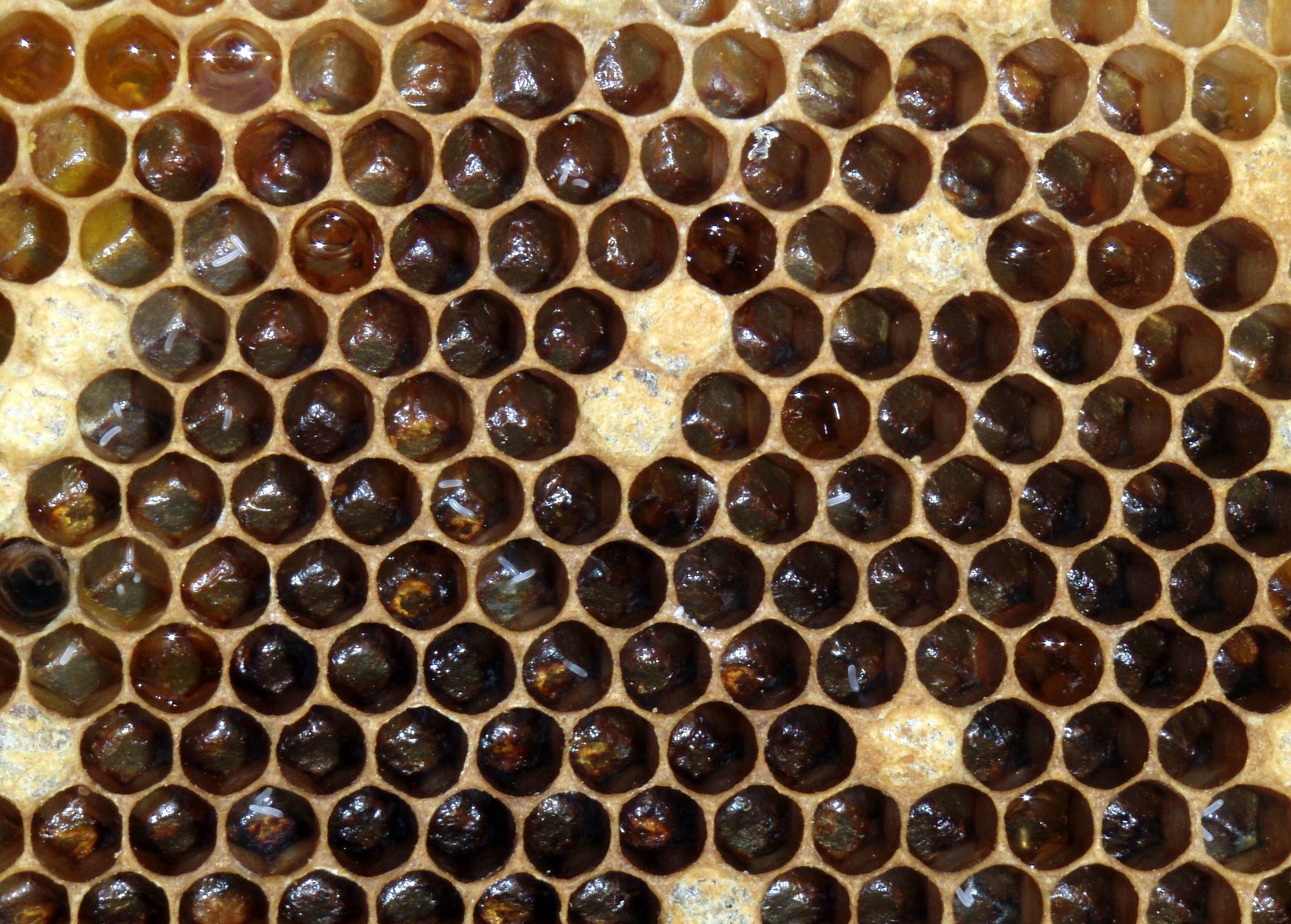 Linda's Bees: Laying Worker, Lost Hive
