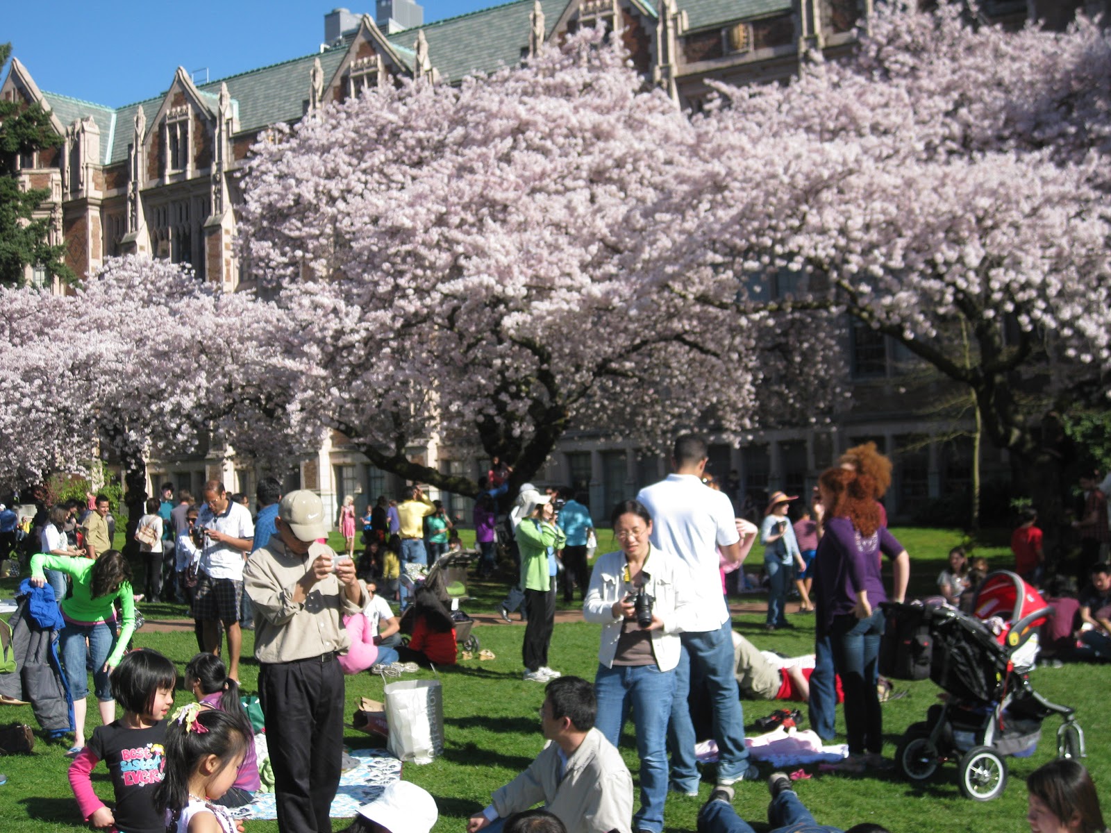 Seattle Japanese Garden Community Blog: Sakura Hanami 2013 at UW campus