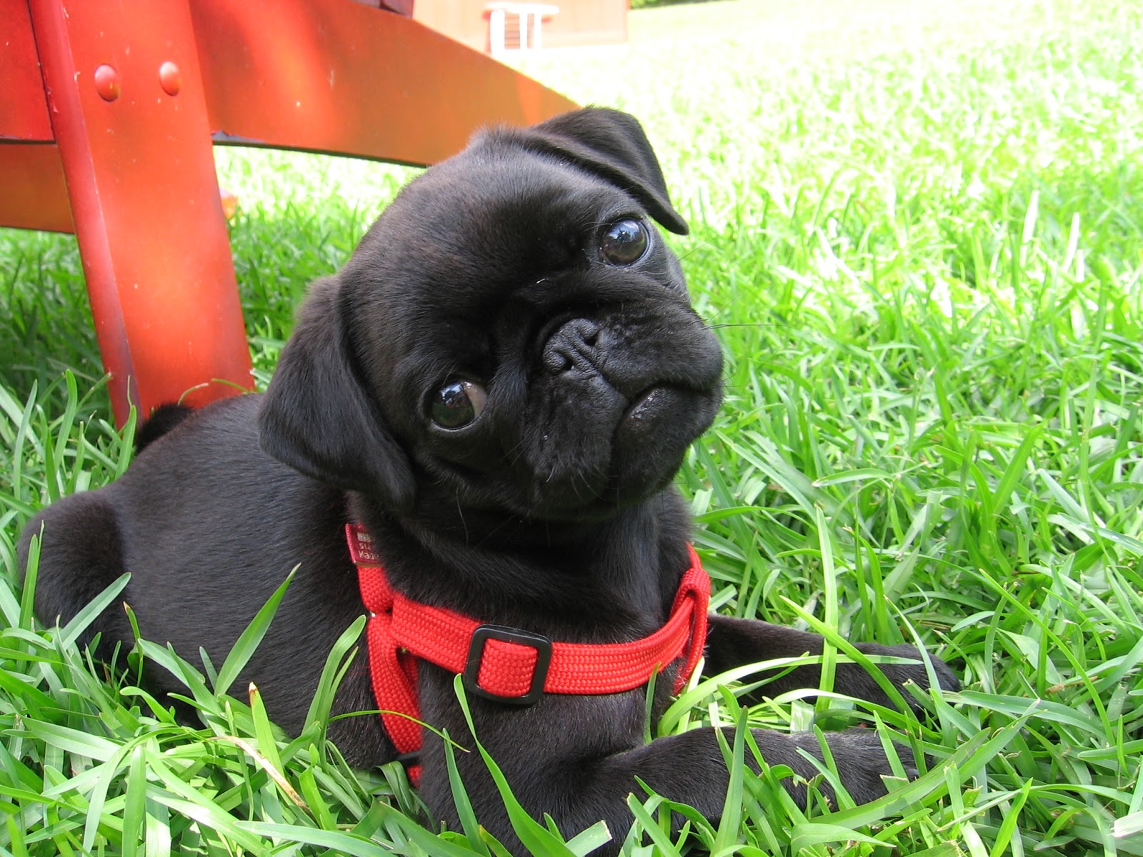 So You're Getting A Pug!