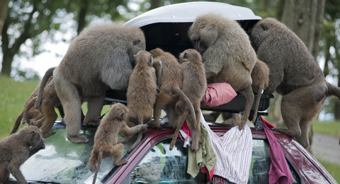 The Happy Homunculus: September 2011