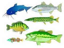 Glossary of Fish Names / English to Tamil / Fish Names in Tamil