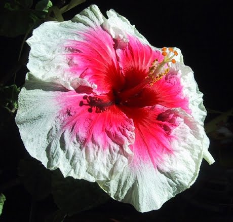 sepanjang jalan pulang: Bunga Kebangsaan...