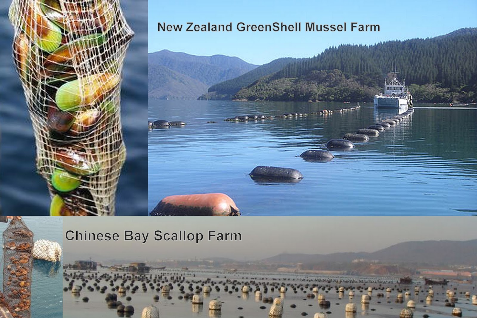 Go Blue! Seafood Sustainability