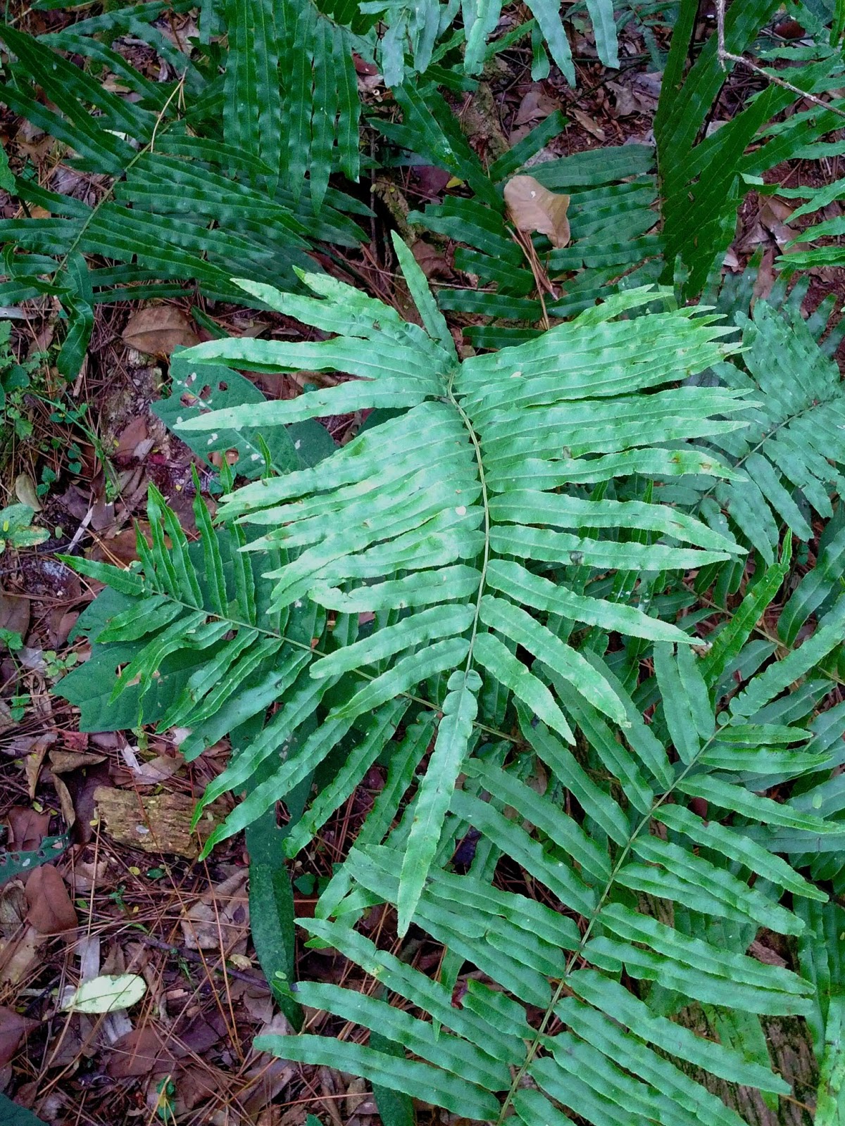 Gardening South Florida Style: Fern Forest Nature Center