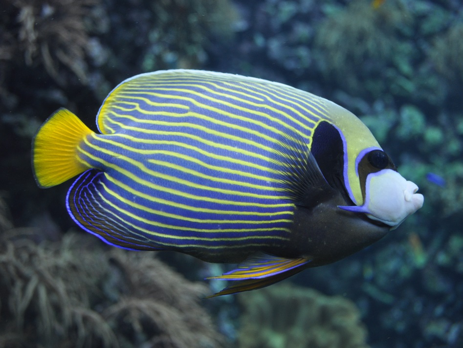 ZOOTOGRAFIANDO (6.100 ANIMALS): PEZ ÁNGEL EMPERADOR / EMPEROR ANGELFISH ...