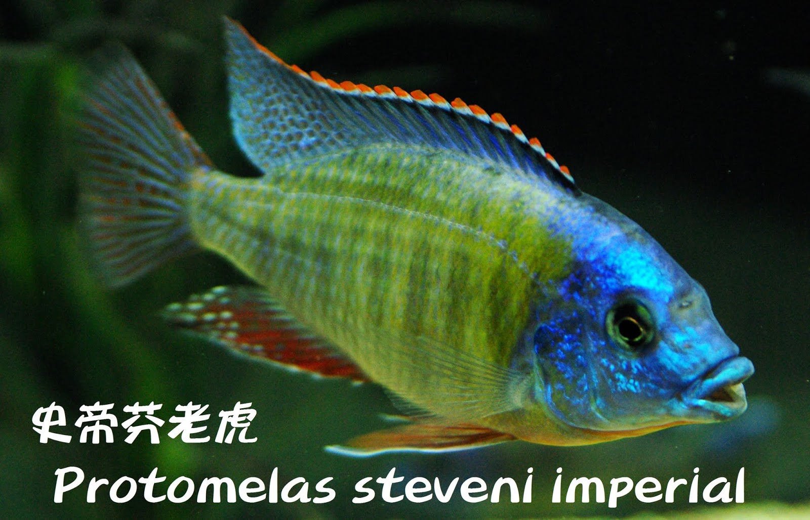 馬拉威湖慈鯛 Lake Malawi Cichlids