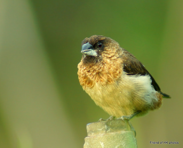 Photographic Wildlife Stories in UK/Hong Kong: Local Birds