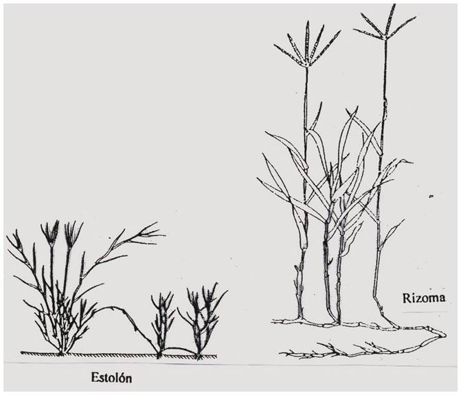 Hablando de Agronomia: MORFOLOGÍA DE GRAMÍNEAS
