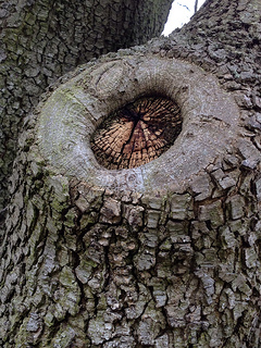 Orto di Casa Cecconi: Neillia (Week 10, Thursday)