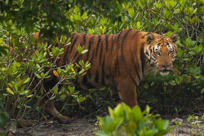 Indian Sundarban: An in-depth understanding: Epic tiger sighting at ...