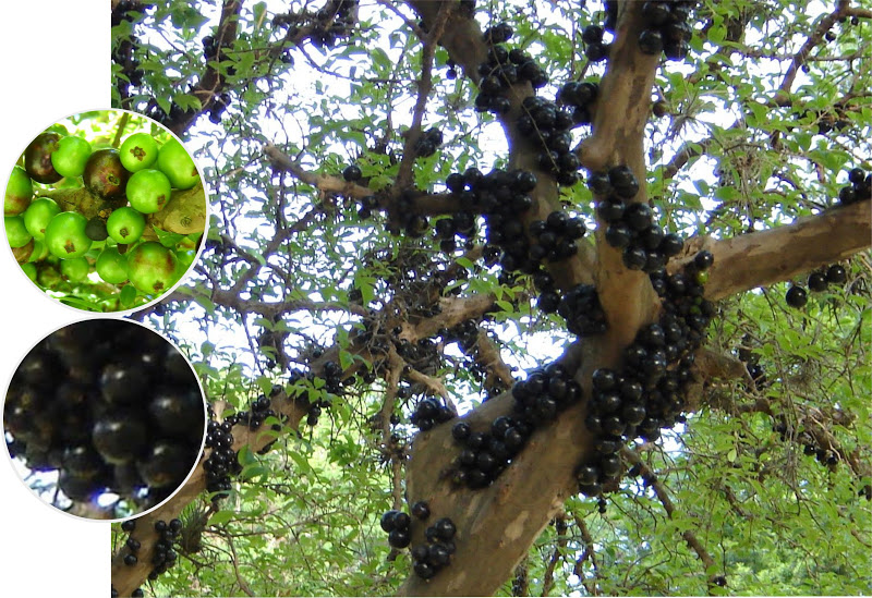 v e r d e c h a c o: Guapurú / Jaboticaba