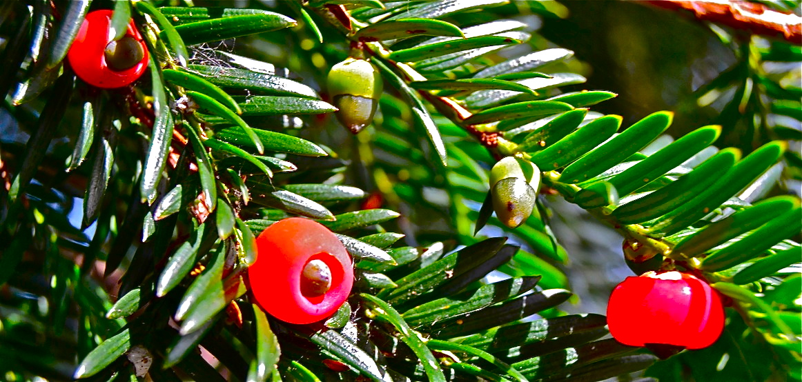 El Camino de Santiago desde Asturias: "Texu" tejo (Taxus baccata)
