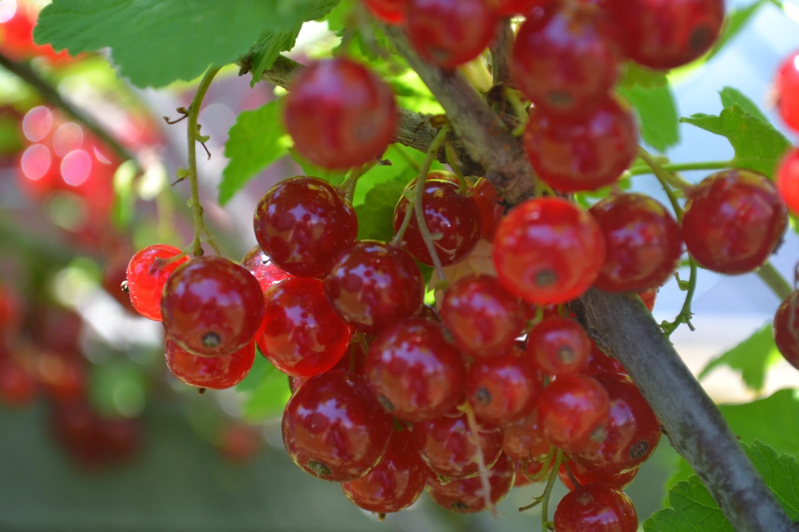 La Calaixera: Mermelada de grosella 2014