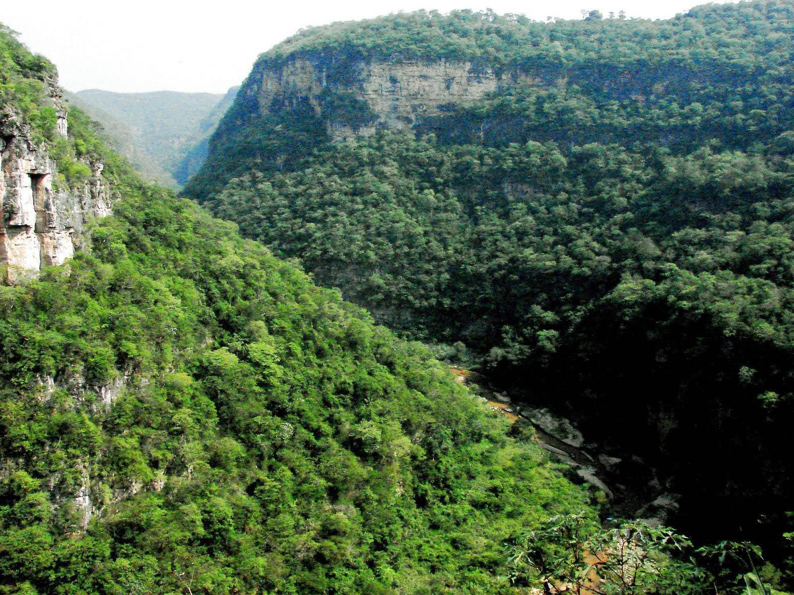 Selva alta perennifolia o bosuqe tropical