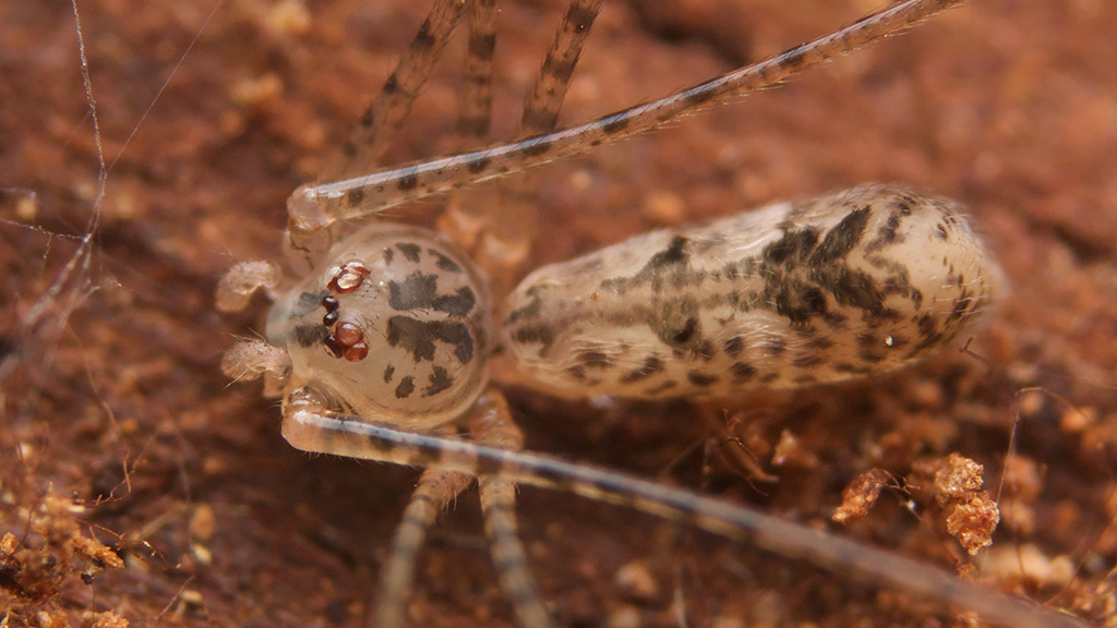 ムシをデザインしたのはダレ？: ユウレイグモ ( Pholcus crypticolens )