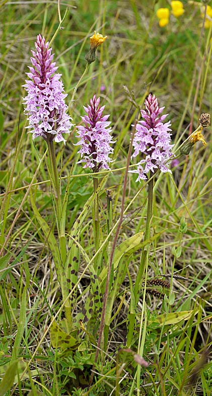 CABINET OF CURIOSITIES: A butterfly bank: second visit