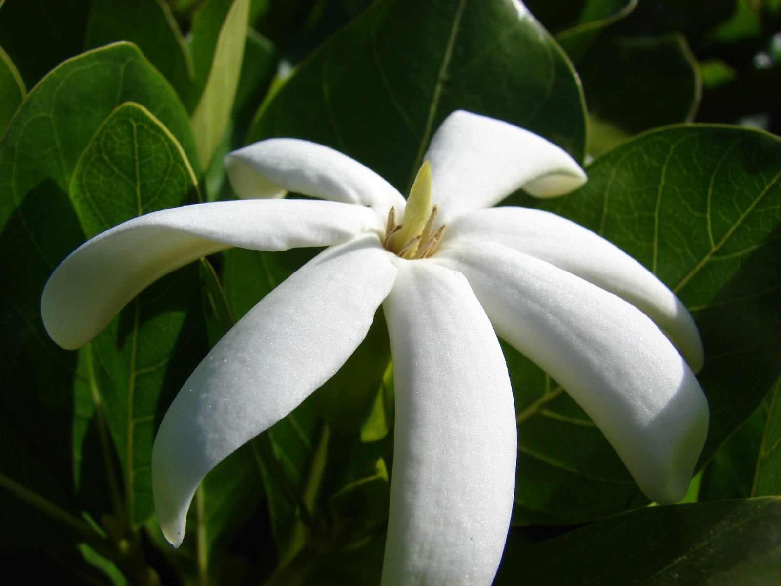 Flowers: Gardenia