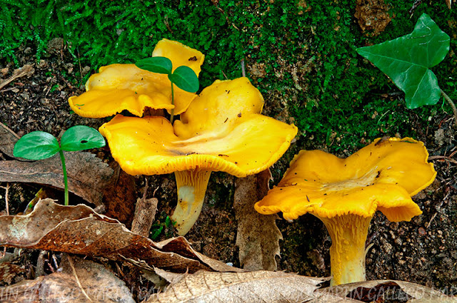 FOTOS IMPERFECTAS: Rossinyols ...