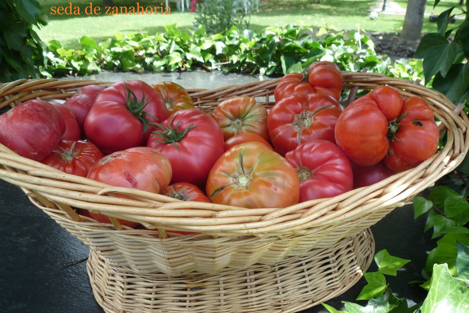 Seda de zanahoria: Salsa de Tomate