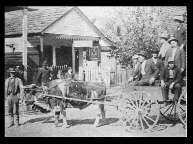 Tammany Family: Ox Teams Pulling Timber Wagons