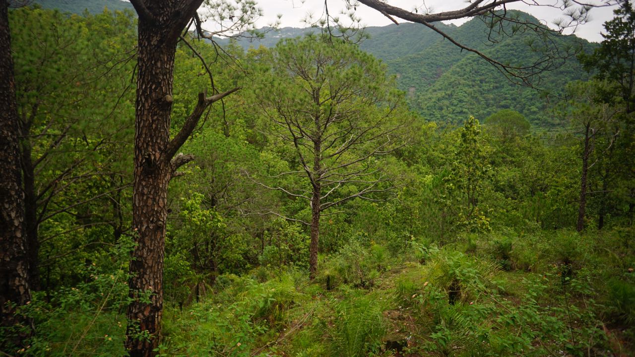 Kimadi : Hills in Doon