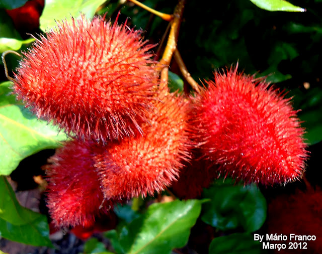Meu Cantinho Verde: URUCUM, COLORAU - ( Bixa orellana )