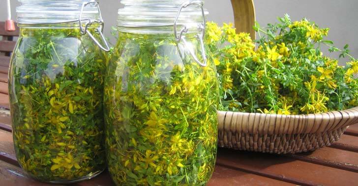 Amerika’da En Çok Satılan Bitkiler Arasında – Kolay Yemek Tarifleri