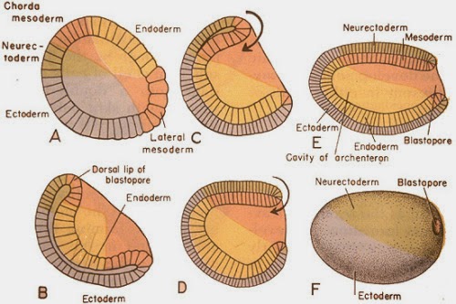 ¿Qué es el Arquenterón? | Fernando Modesto Parra Pérez - Sección 2