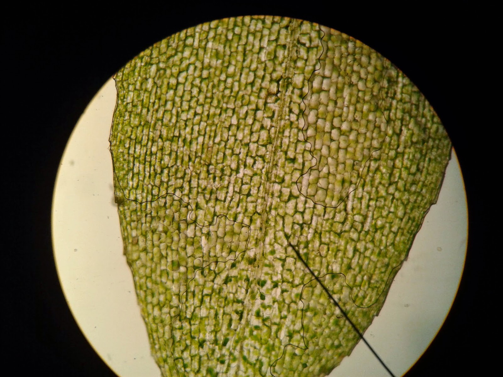EDP-III: A importância da imagem no estudo da Biologia
