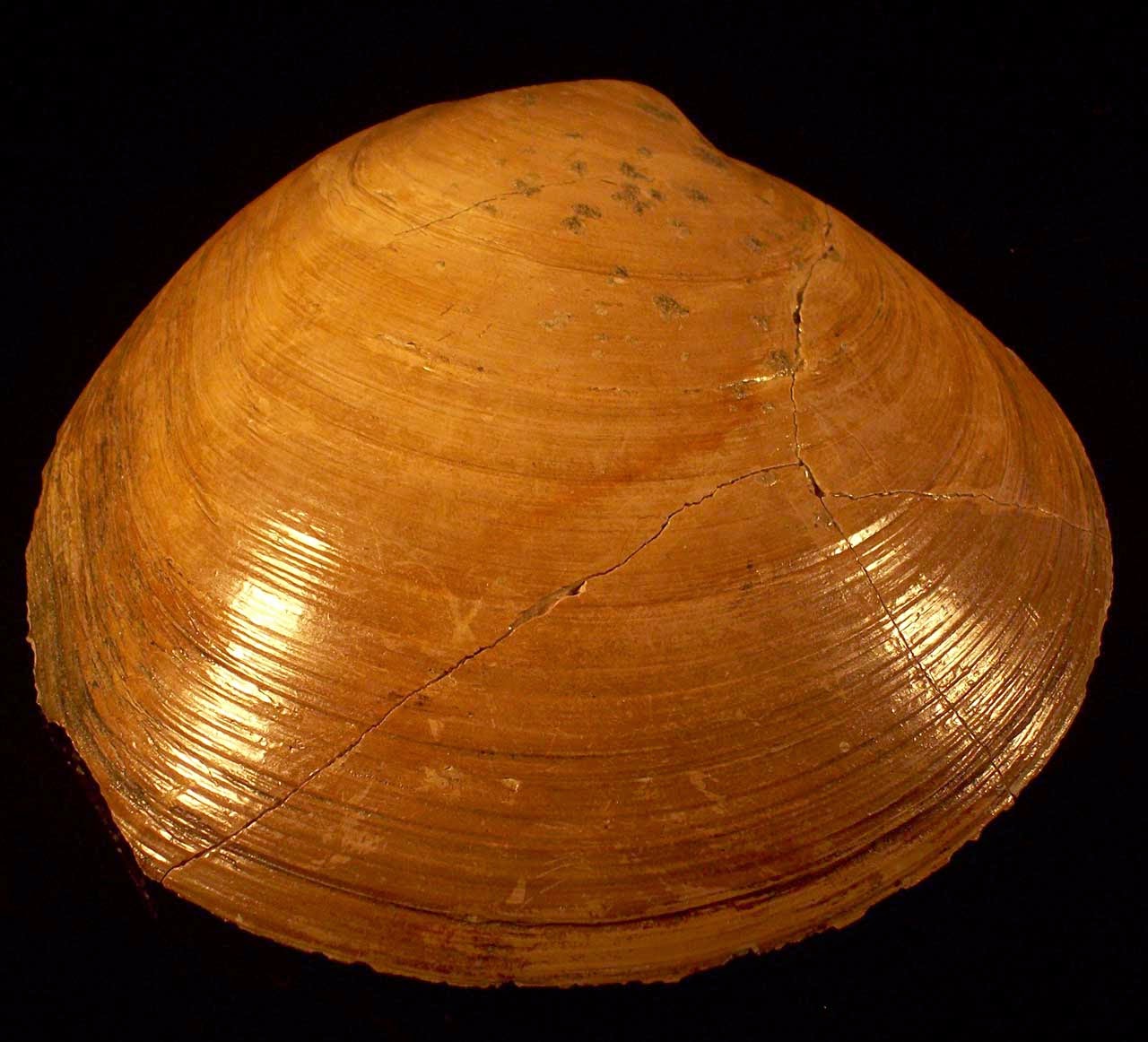 Louisville Fossils and Beyond: 09/01/2014 - 10/01/2014